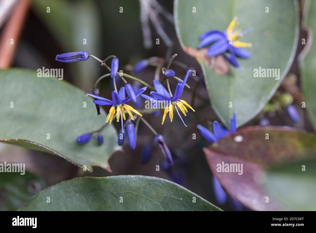 Australian Blue Flax Lily plant with flowers Stock Photo - Alamy