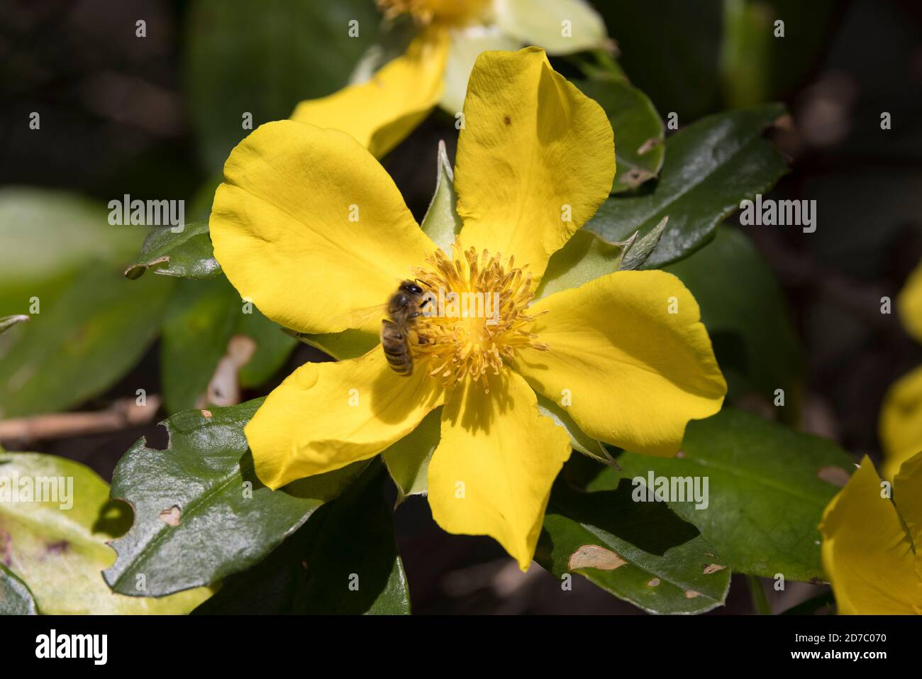 Twining Guinea Flower with Honey Bee Stock Photo - Alamy