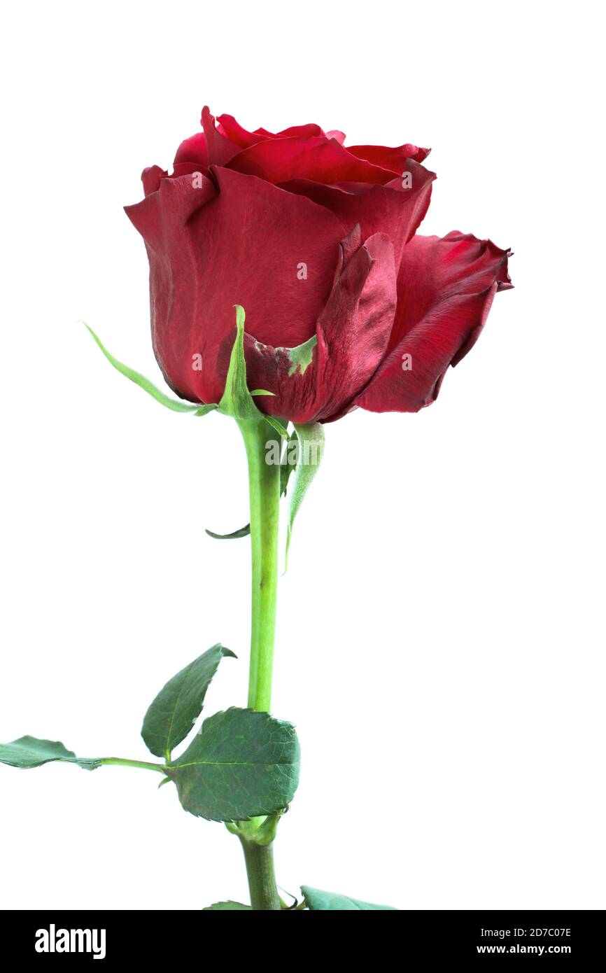 Big dark red rose isolated on white background. Closeup. Macro Stock ...