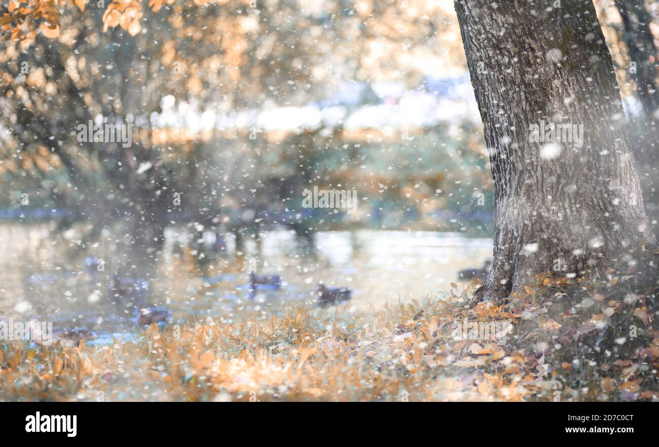 Autumn park in the first snow Stock Photo - Alamy