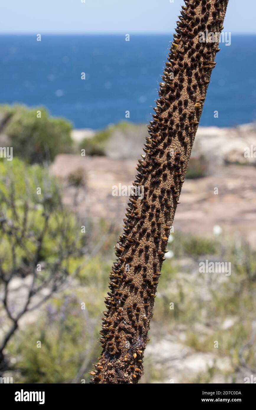 Tree spike hi-res stock photography and images - Alamy