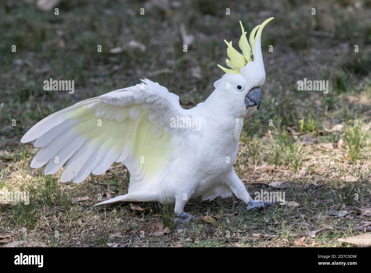 Sulfur Crested Cockatoo