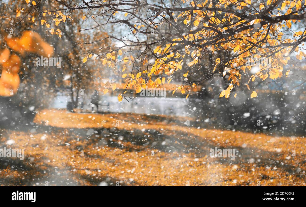 Autumn park in the first snow Stock Photo - Alamy