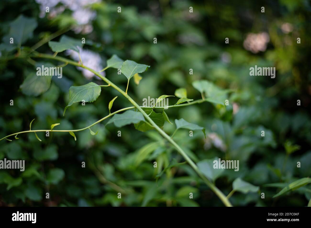 Dunback hi-res stock photography and images - Alamy