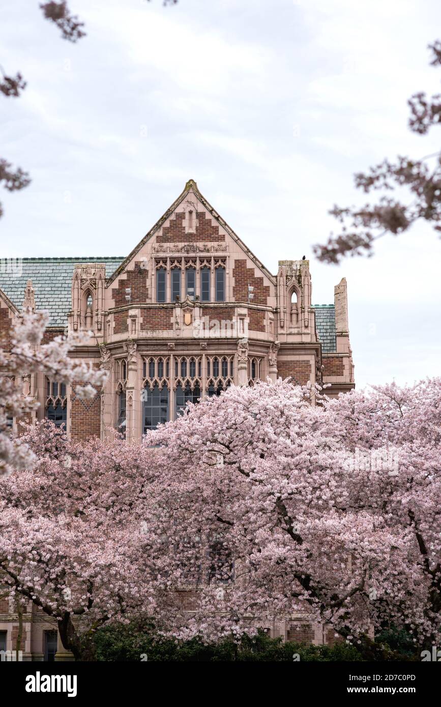 Cherry trees in bloom at university hi-res stock photography and images ...