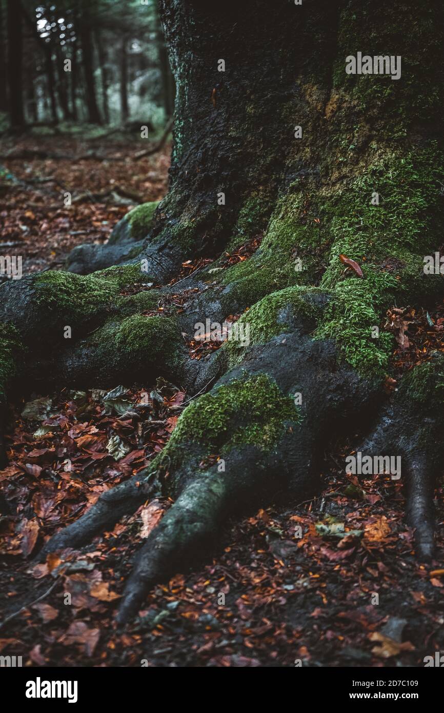 Vertical shot of a big old tree with big roots Stock Photo - Alamy