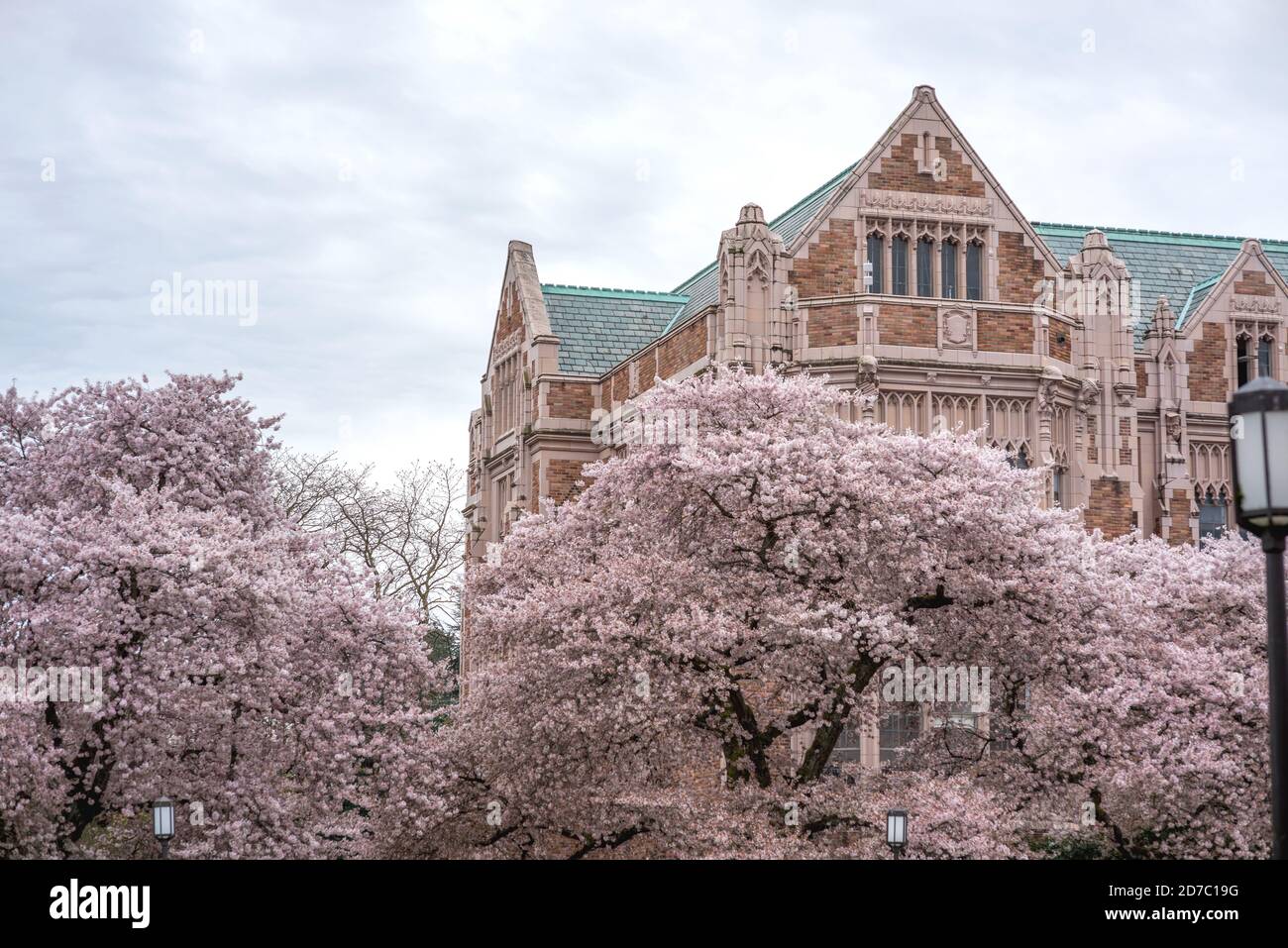 Beautiful Cherry Blossoms at University Stock Photo - Alamy