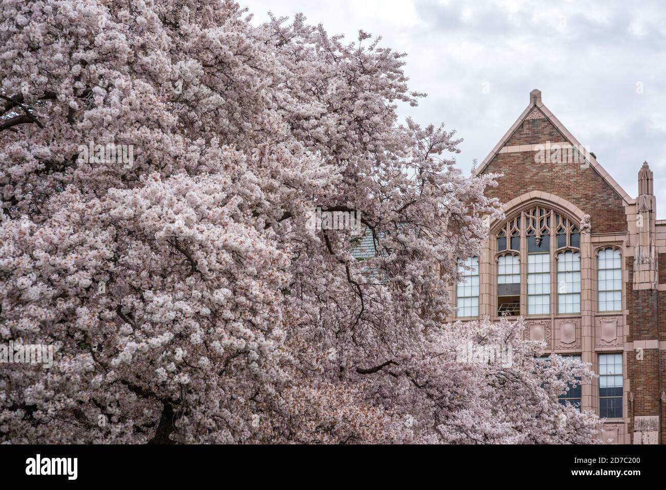 Beautiful Cherry Blossoms at University Stock Photo - Alamy