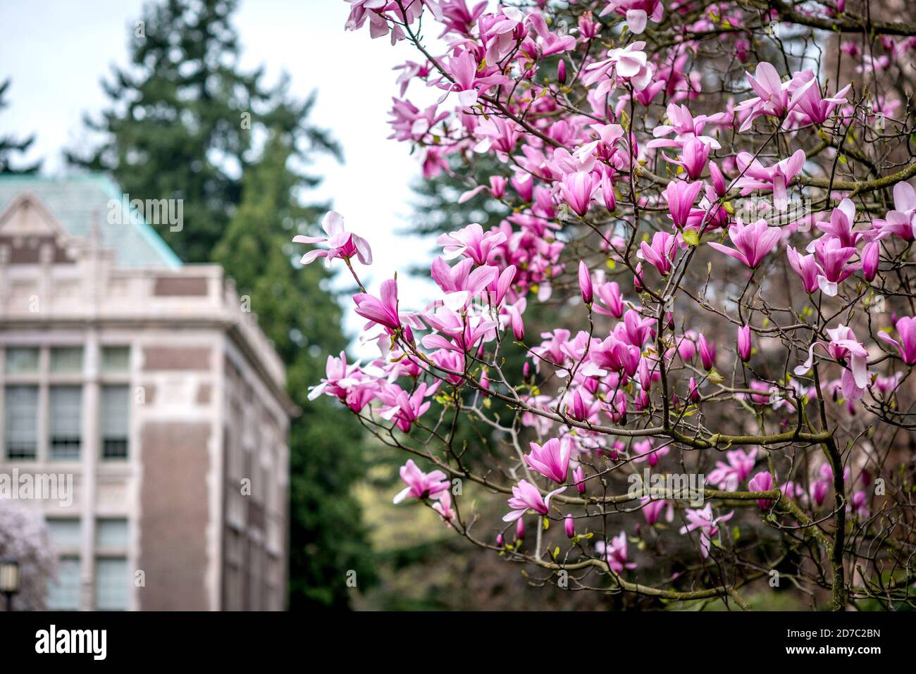 Beautiful Magnolia Flower at University Stock Photo - Alamy