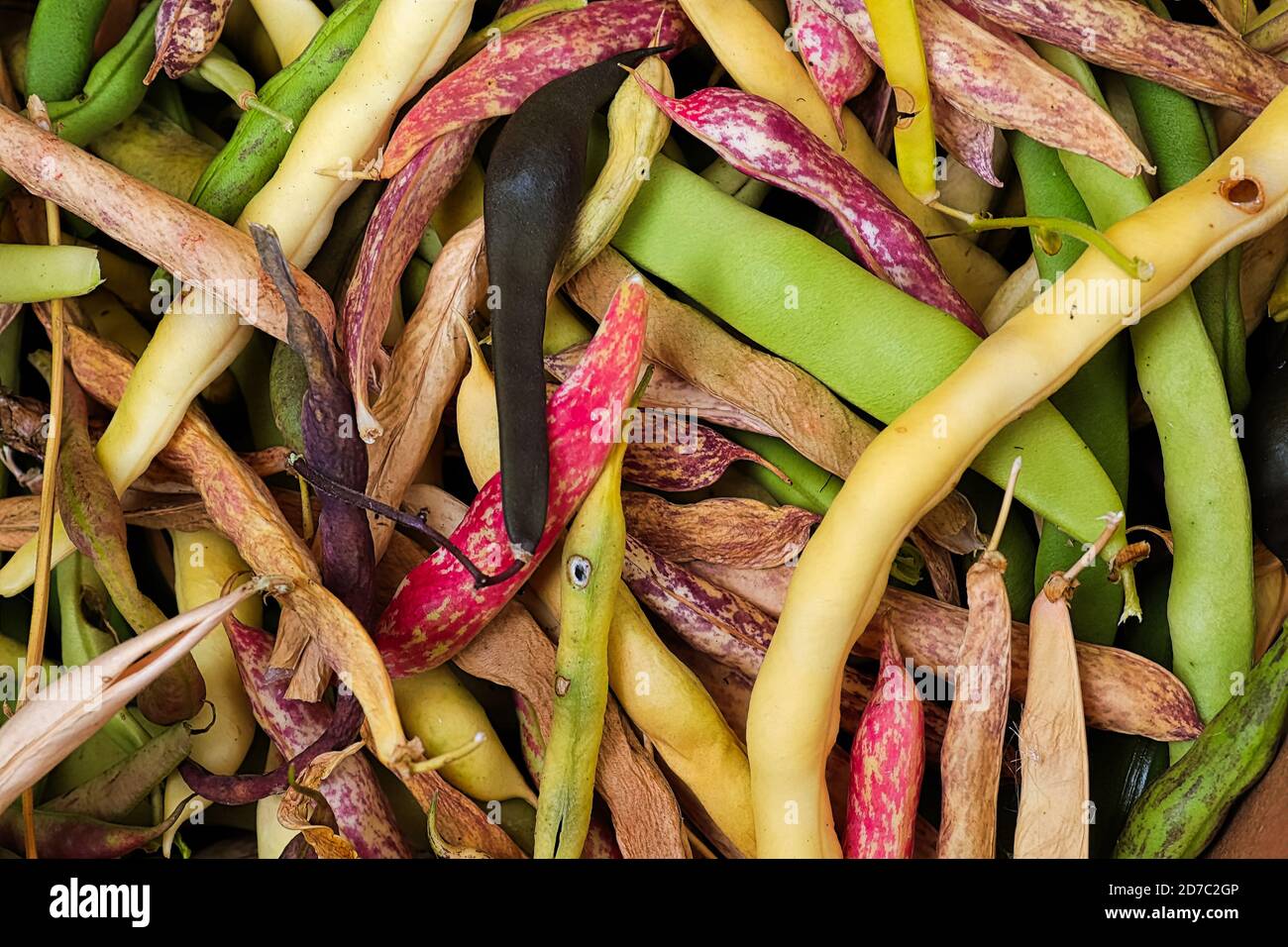 A mixture of muti colored beans at various stages of maturity Stock ...