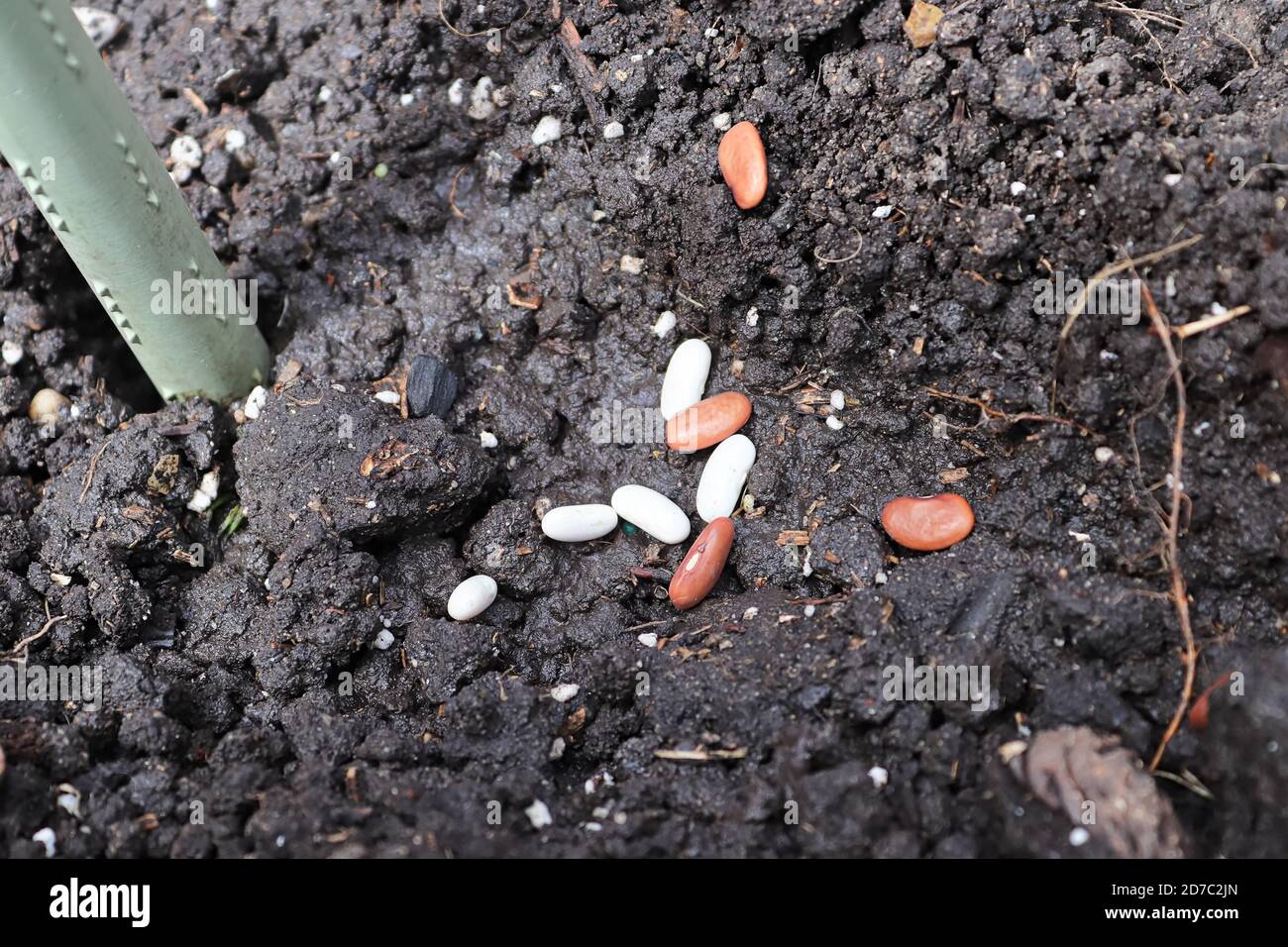 Various beans on soil planted beside a pole Stock Photo - Alamy
