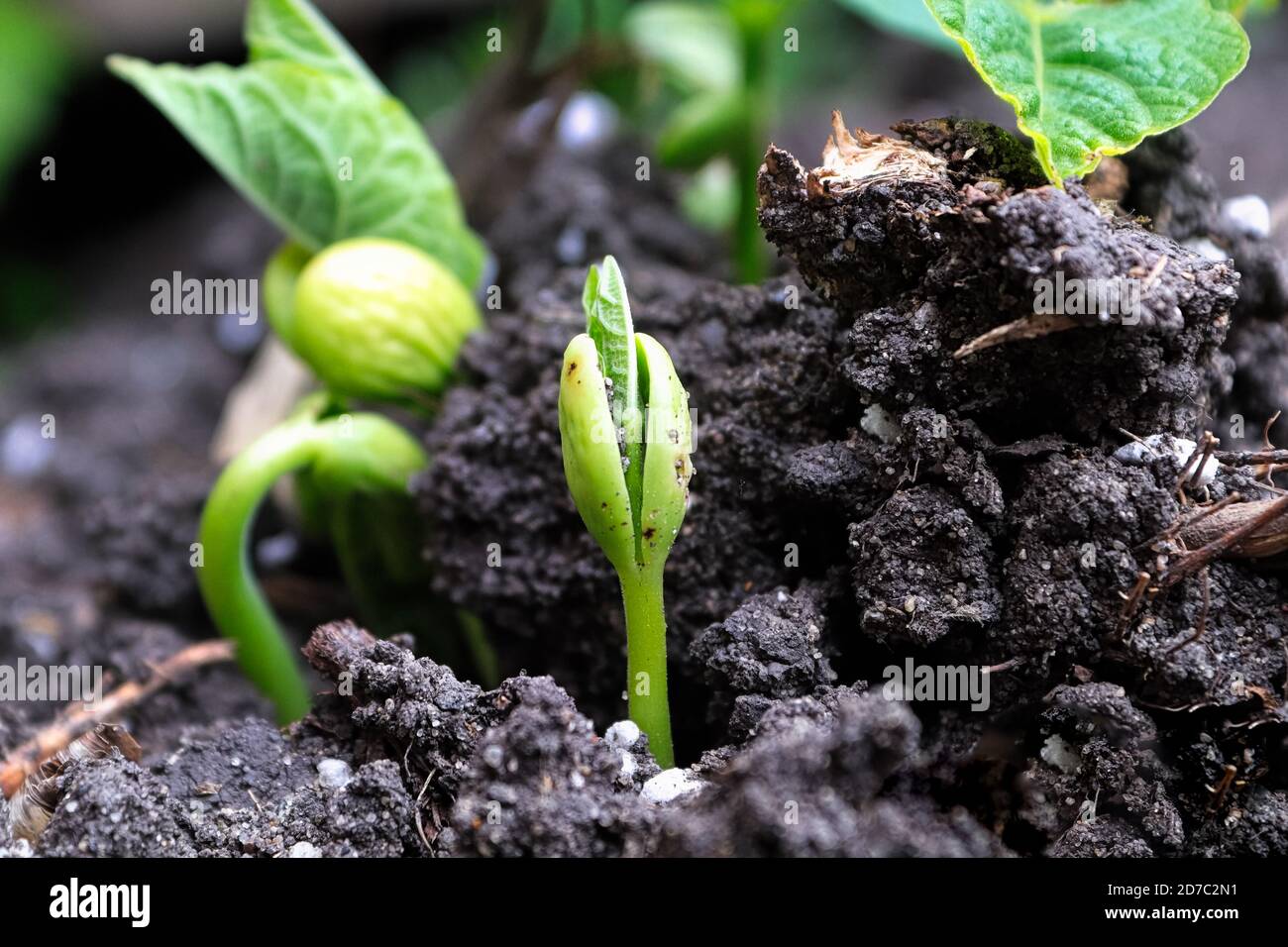 Macro view of beans sprouting with leaves cracking out of the seed ...