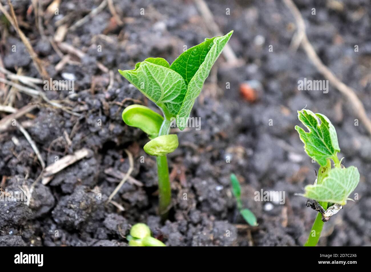 First growth of green bean seeds hi-res stock photography and images ...