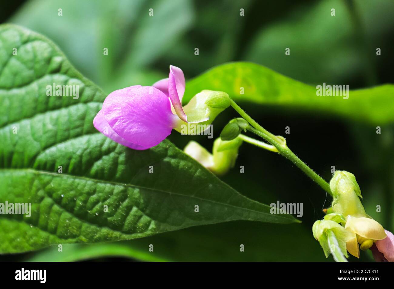 Purple runner beans hi-res stock photography and images - Alamy