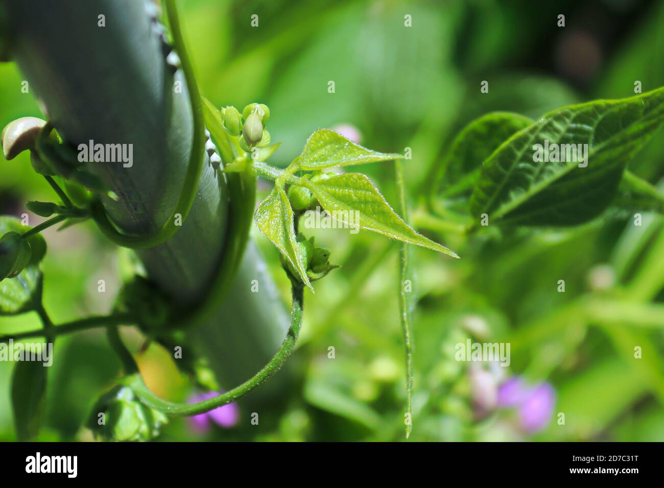 Top view of bean stems climbing up a pole Stock Photo - Alamy