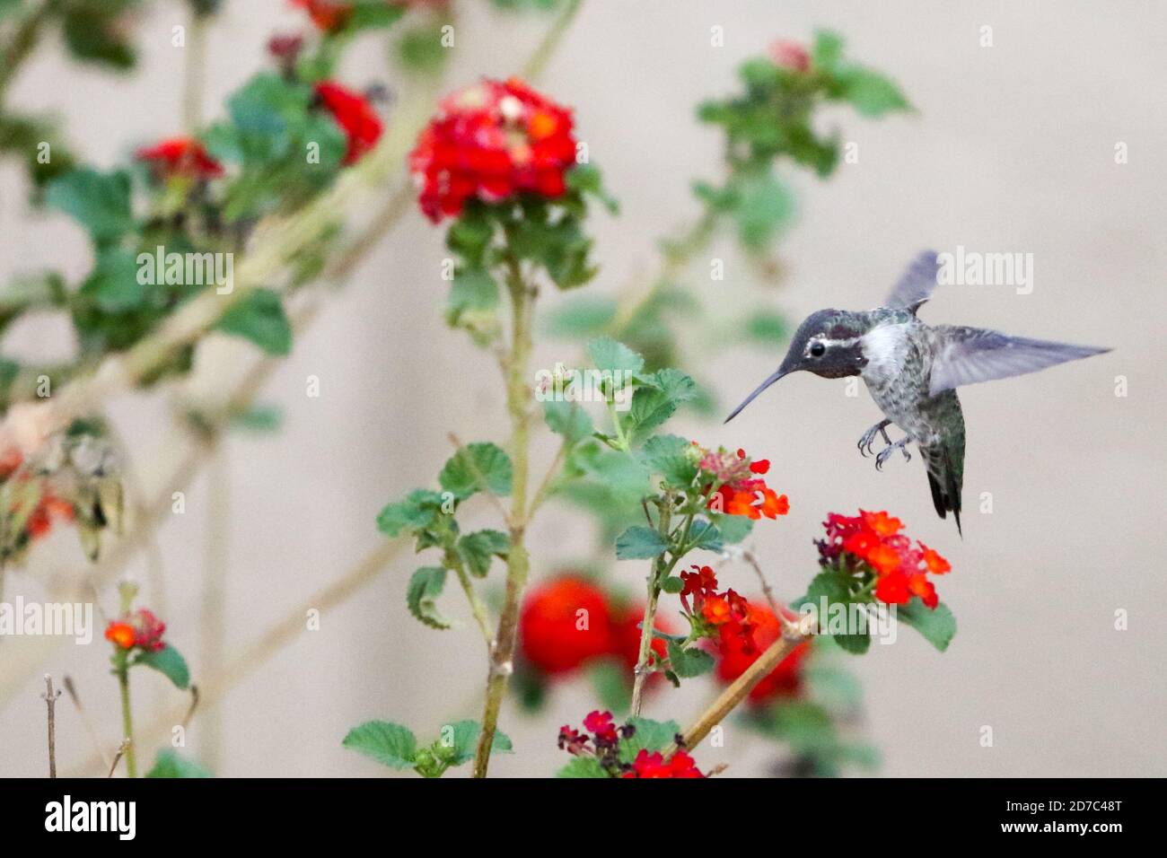 Anna's Hummingbird in Mesa, Arizona Stock Photo - Alamy