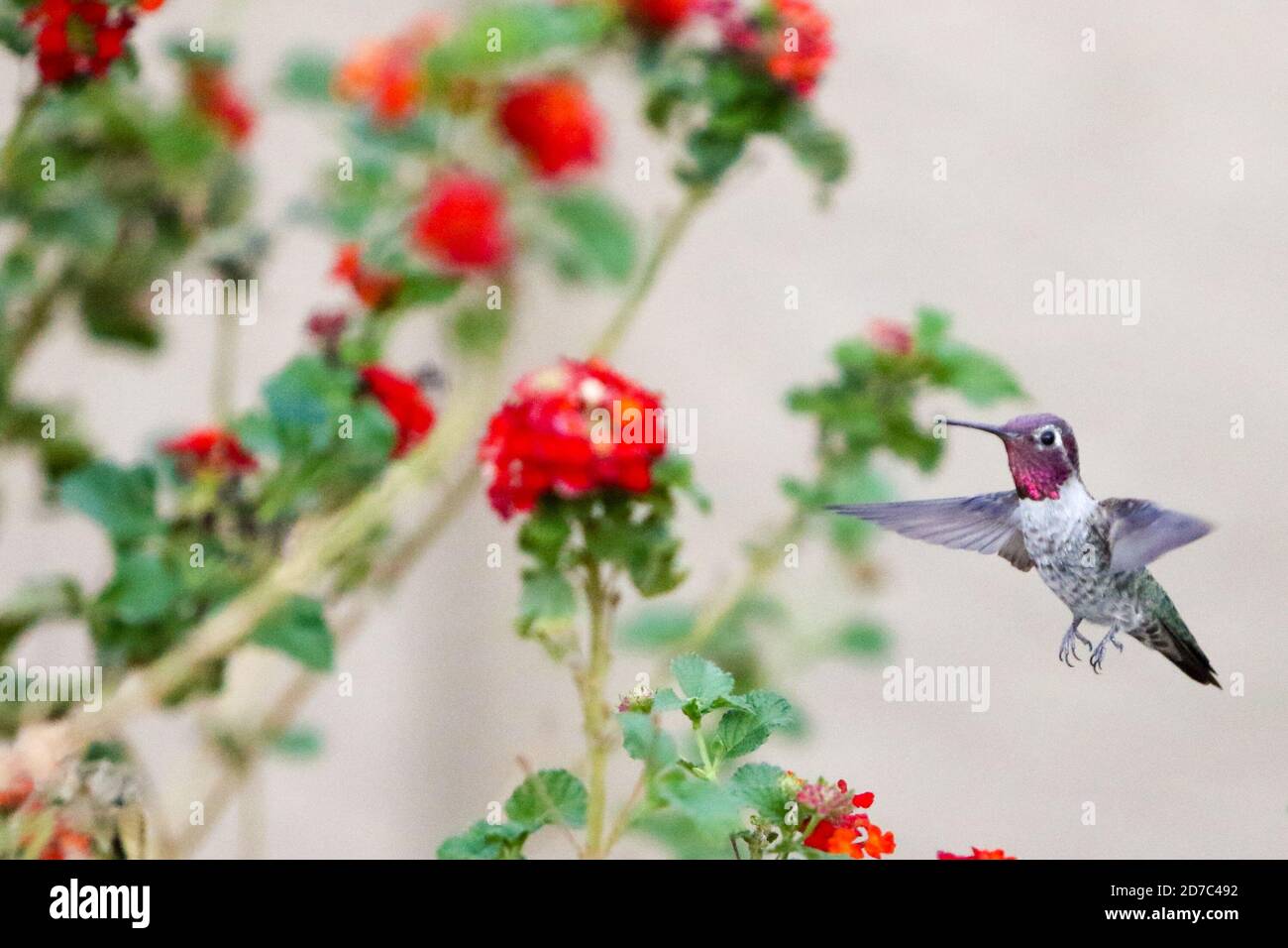 Anna's Hummingbird in Mesa, Arizona Stock Photo - Alamy