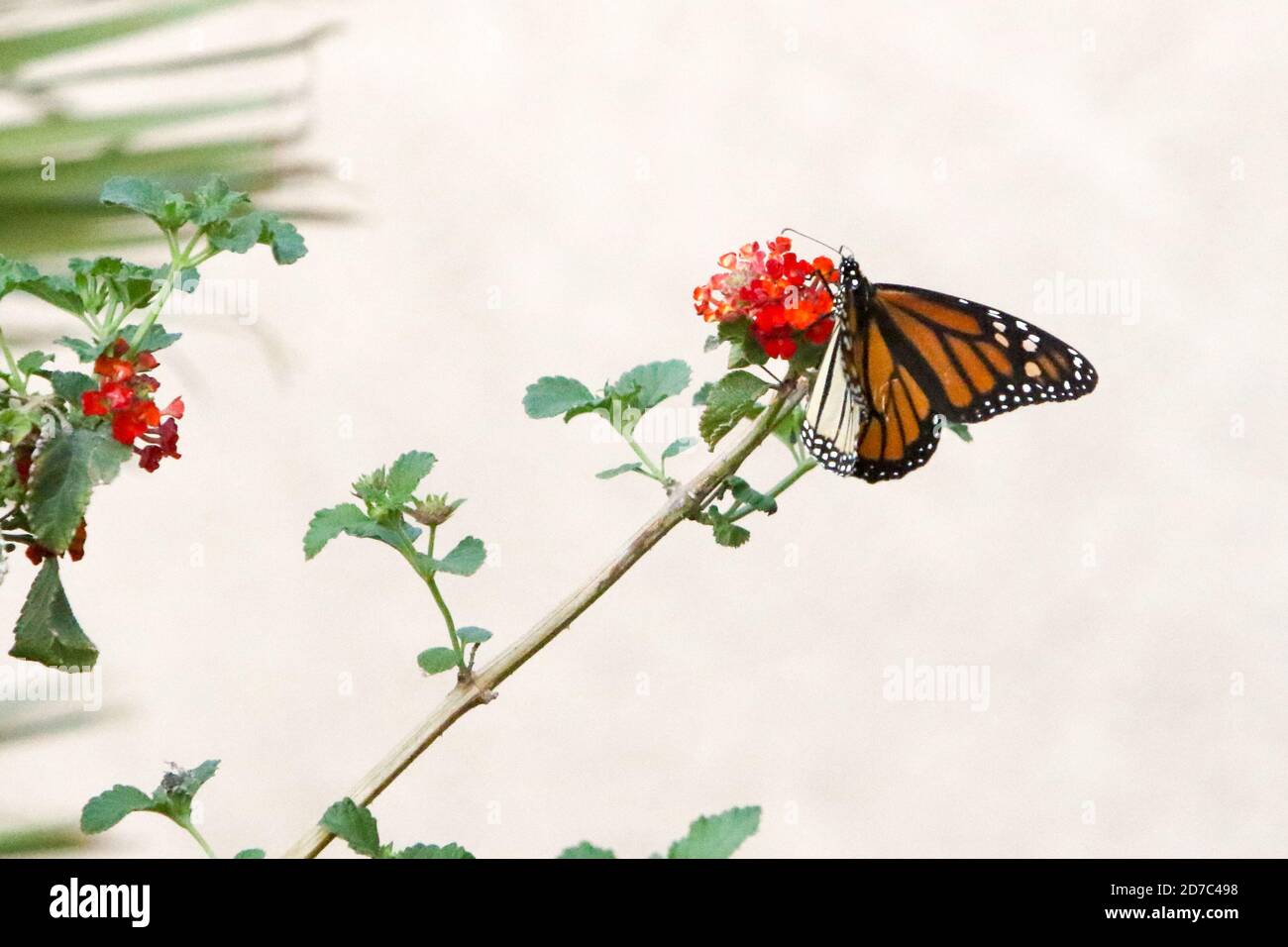 Monarch Butterfly in Mesa, Arizona Stock Photo - Alamy