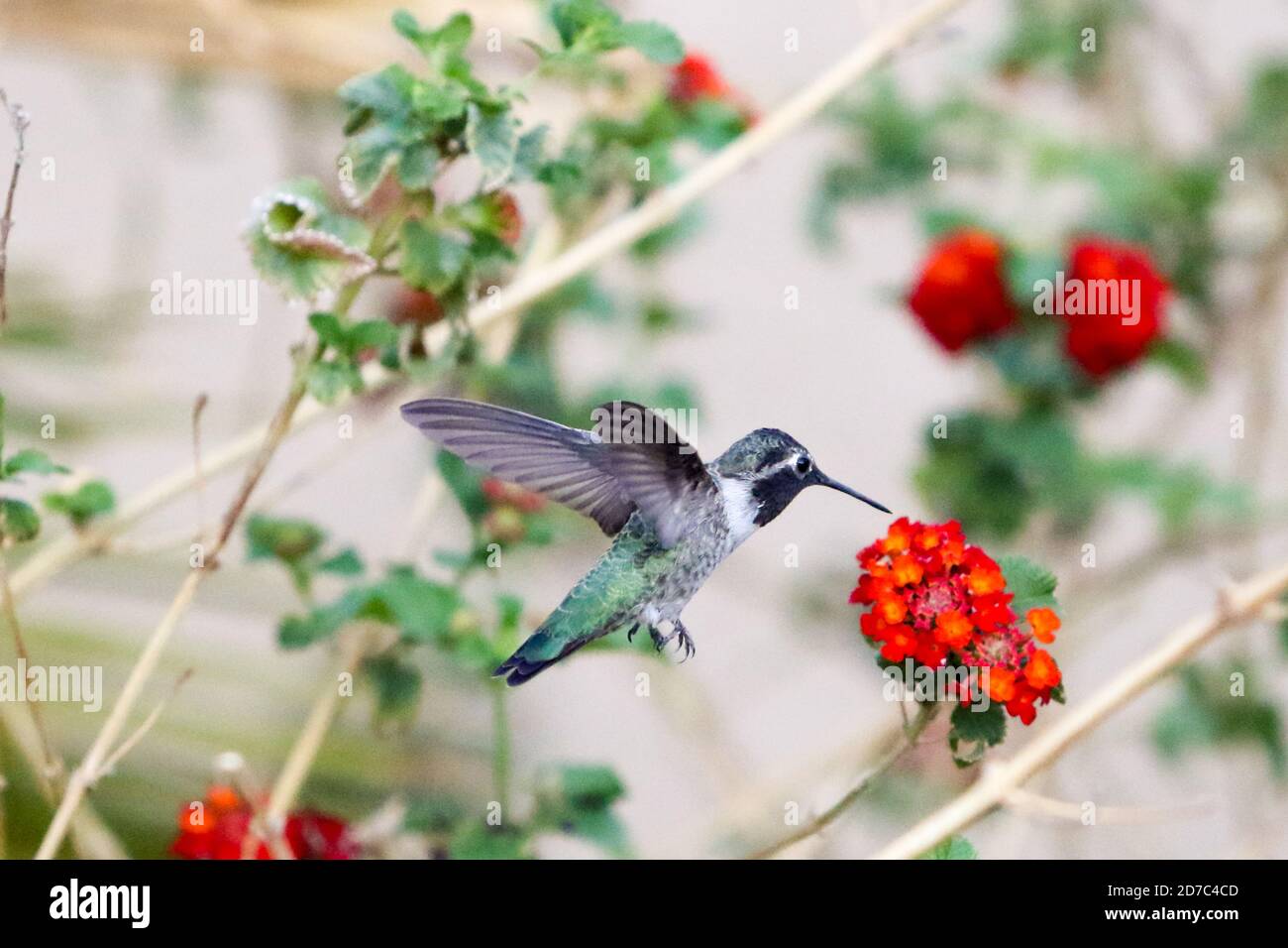 Anna's Hummingbird in Mesa, Arizona Stock Photo - Alamy