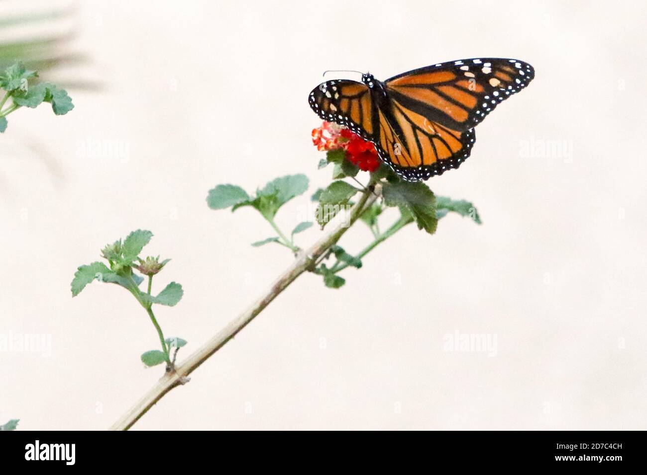 Monarch Butterfly in Mesa, Arizona Stock Photo - Alamy