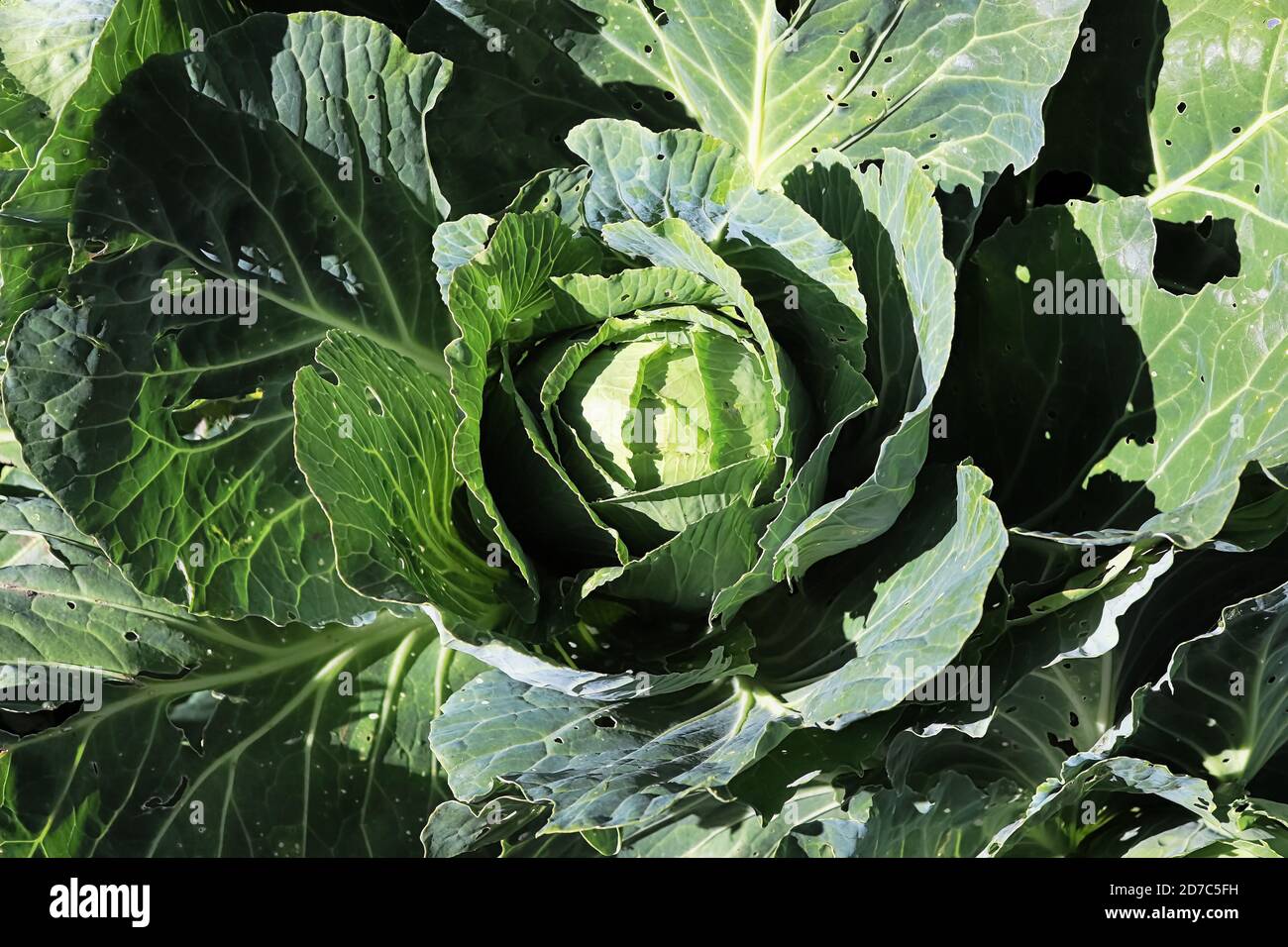 Round cabbage hi-res stock photography and images - Alamy