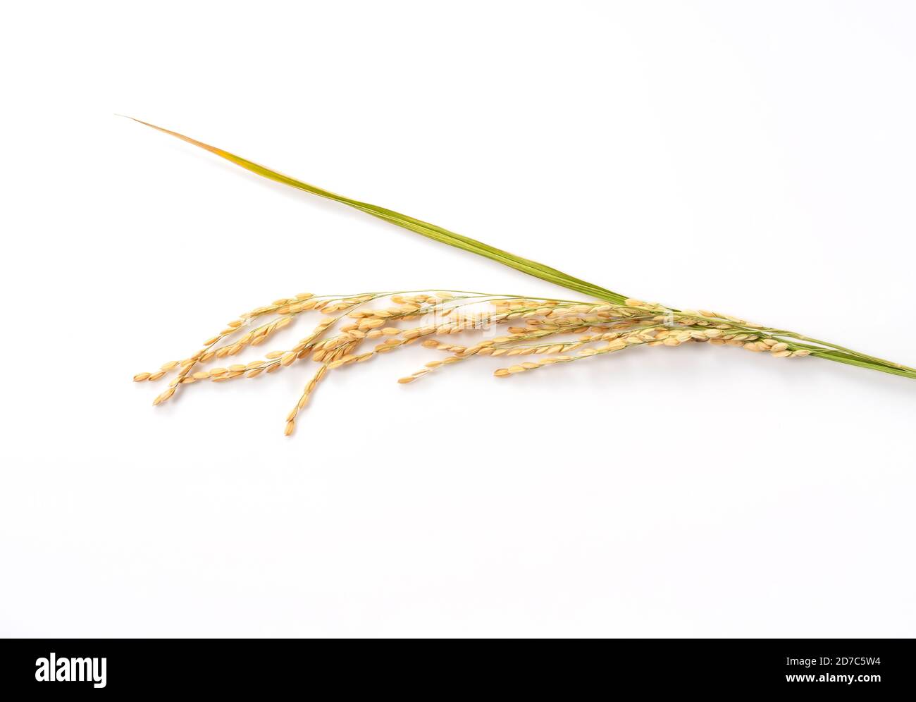 Ears of rice on a white background with copy space Stock Photo - Alamy