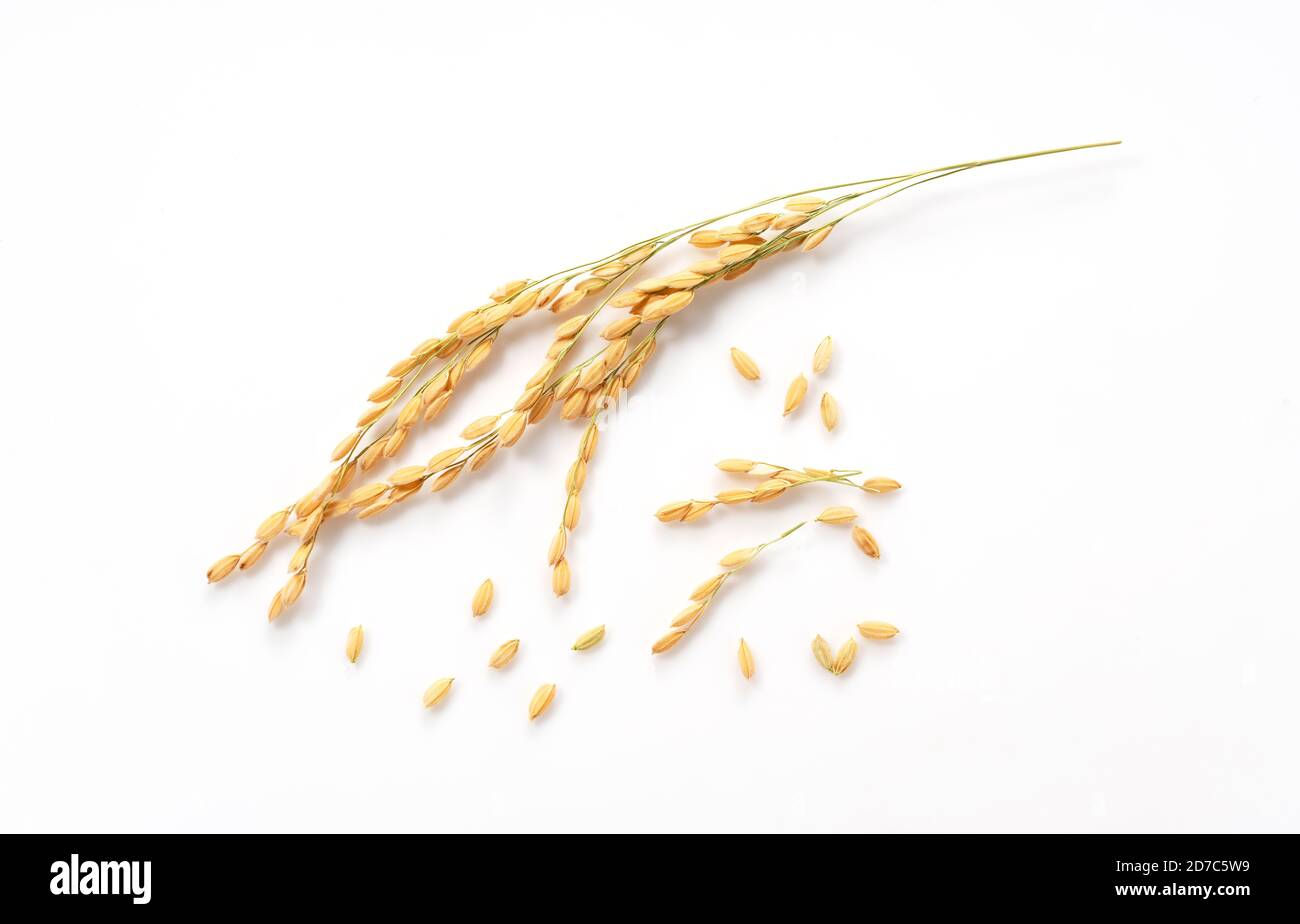 Close-up of an ear of rice on a white background Stock Photo - Alamy