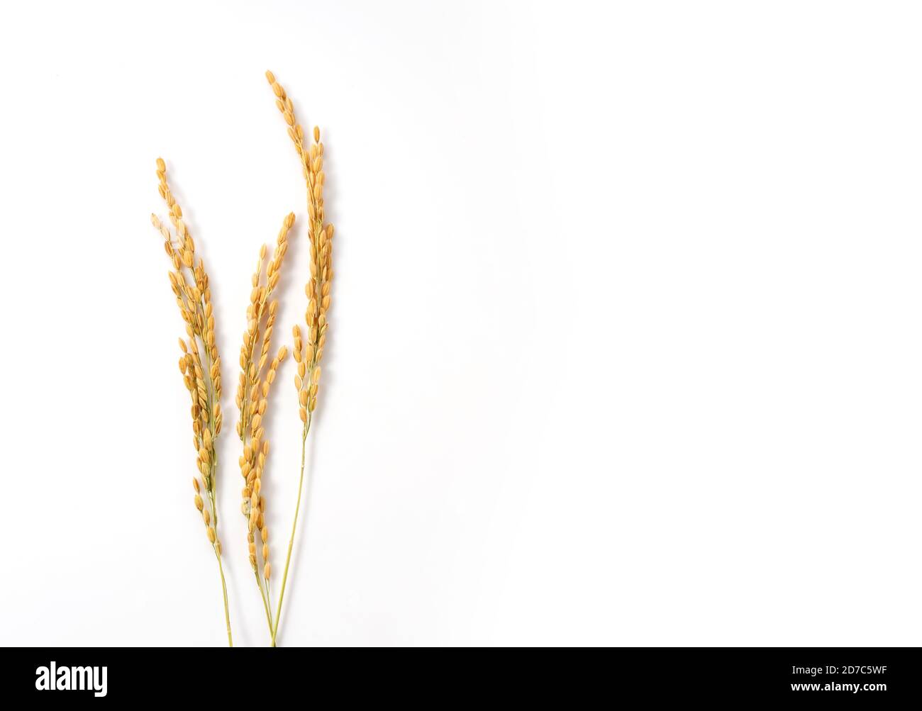 Ears of rice on a white background with copy space Stock Photo - Alamy