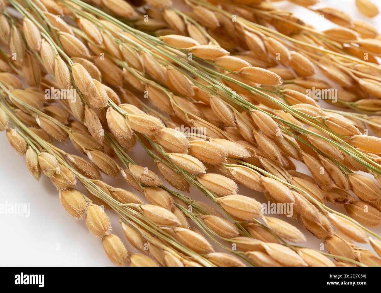 Close-up of an ear of rice on a white background Stock Photo - Alamy