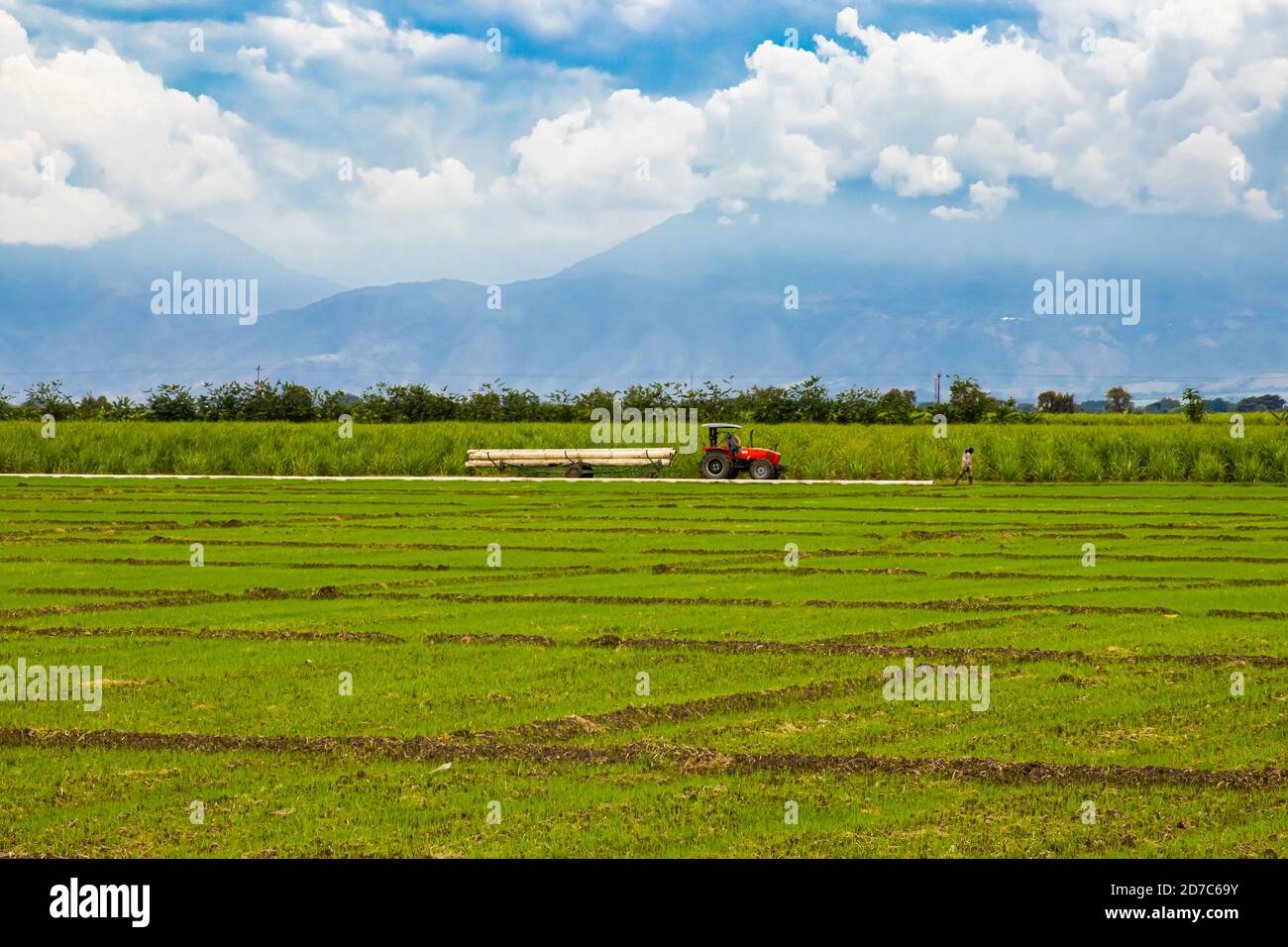 Rice farming colombia hi-res stock photography and images - Alamy