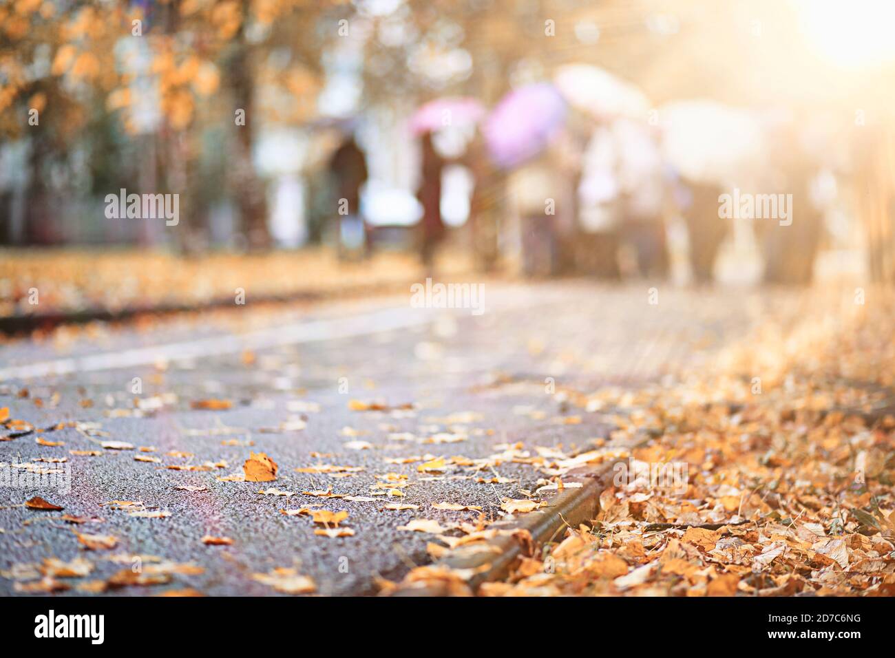 Autumn rain in the park Stock Photo - Alamy