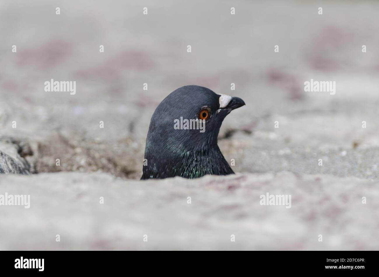 Pigeon hide hi-res stock photography and images - Alamy