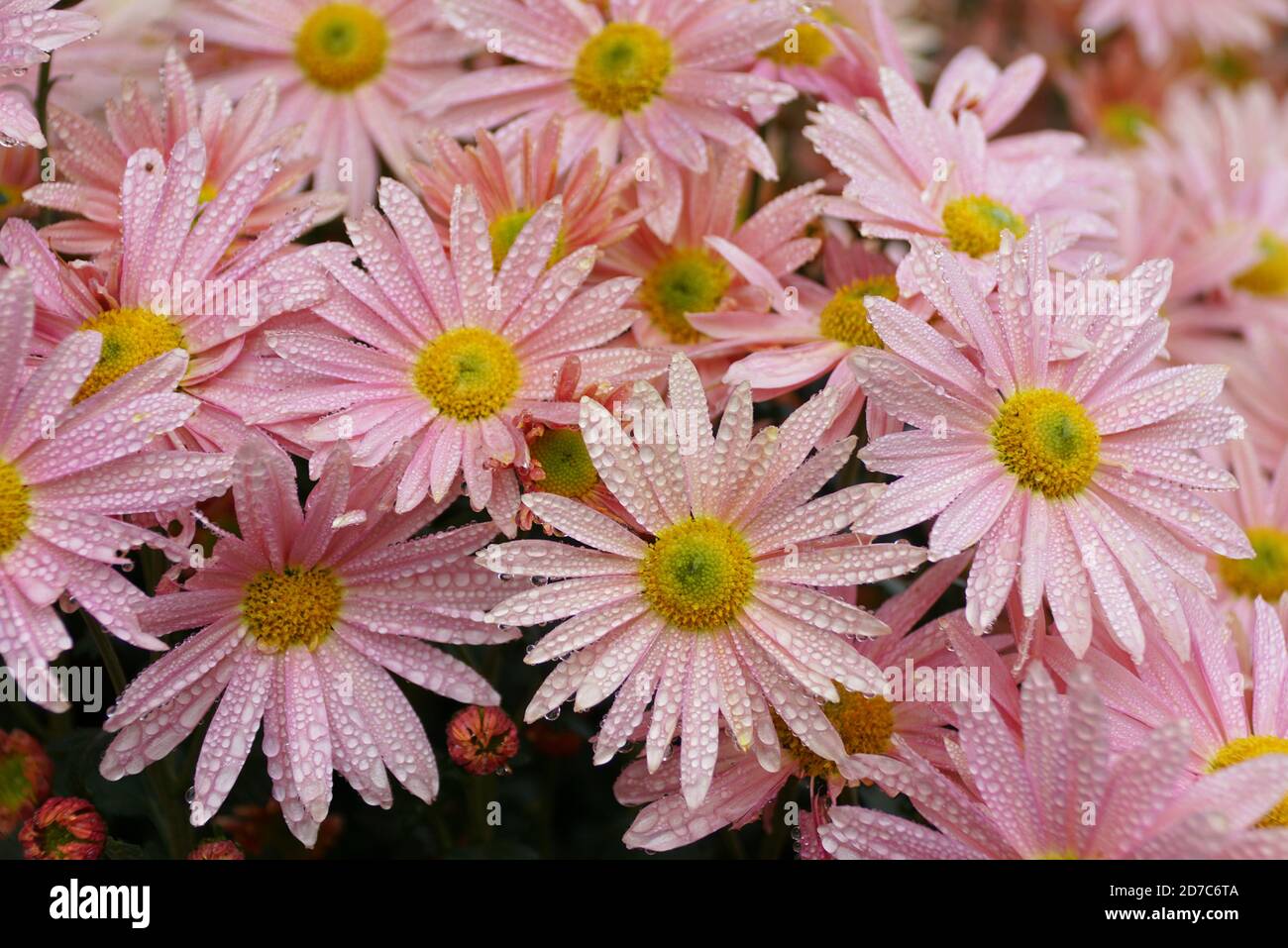 Sheffield pink hi-res stock photography and images - Alamy