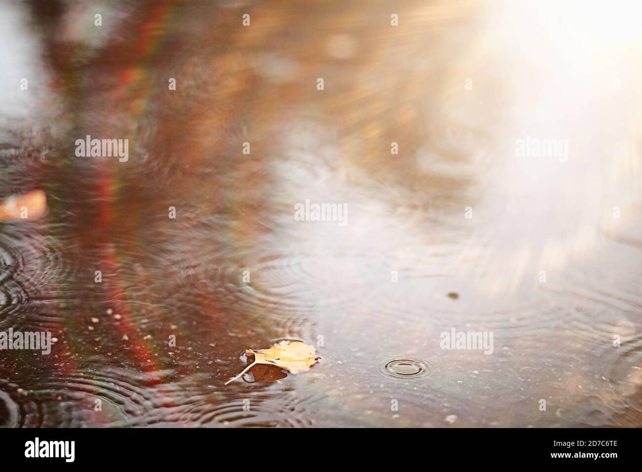 Autumn rain in the park Stock Photo - Alamy