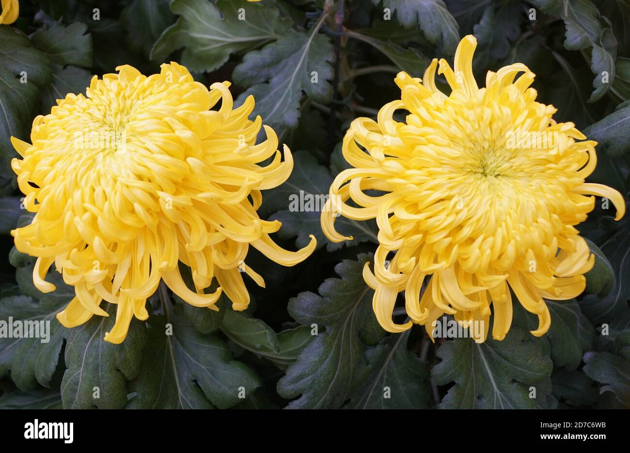 Yellow Football Mums