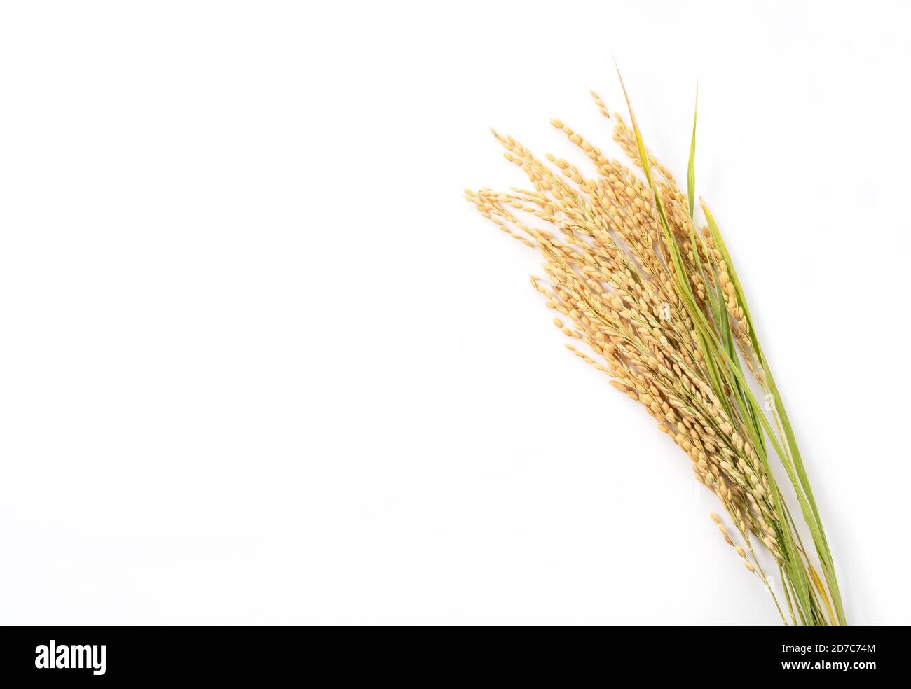 Ears of rice on a white background with copy space Stock Photo - Alamy