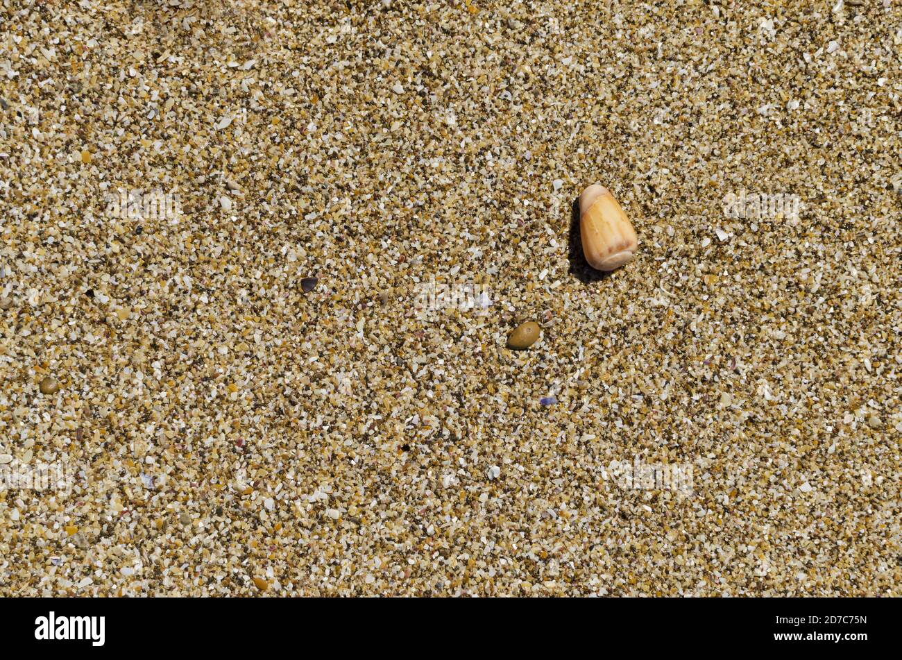 Tiny snail shells hi-res stock photography and images - Alamy