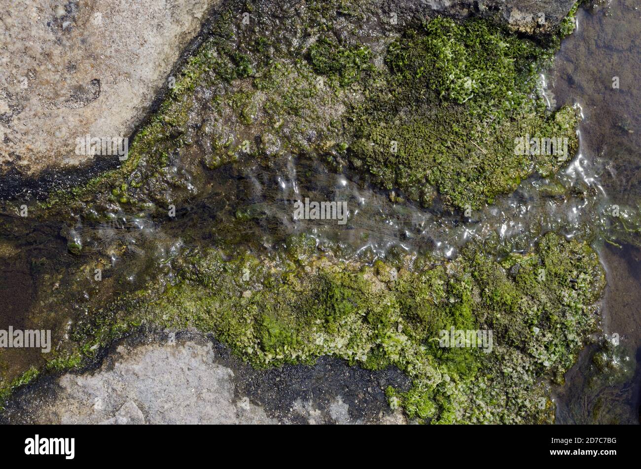Top view closeup of moss on the rocks in the water near the shore Stock ...