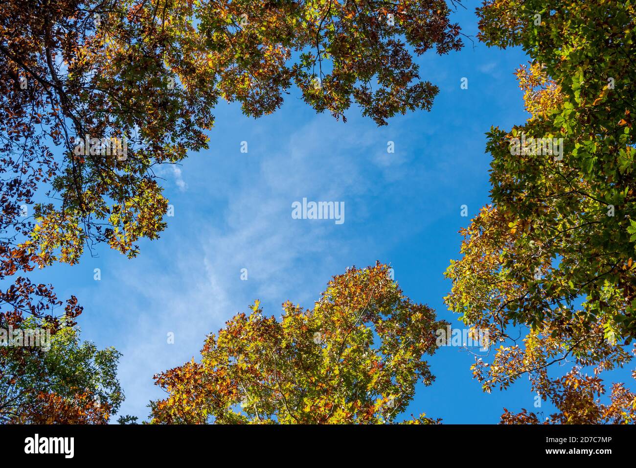 Blue sky and Fall color in the treetops Stock Photo - Alamy