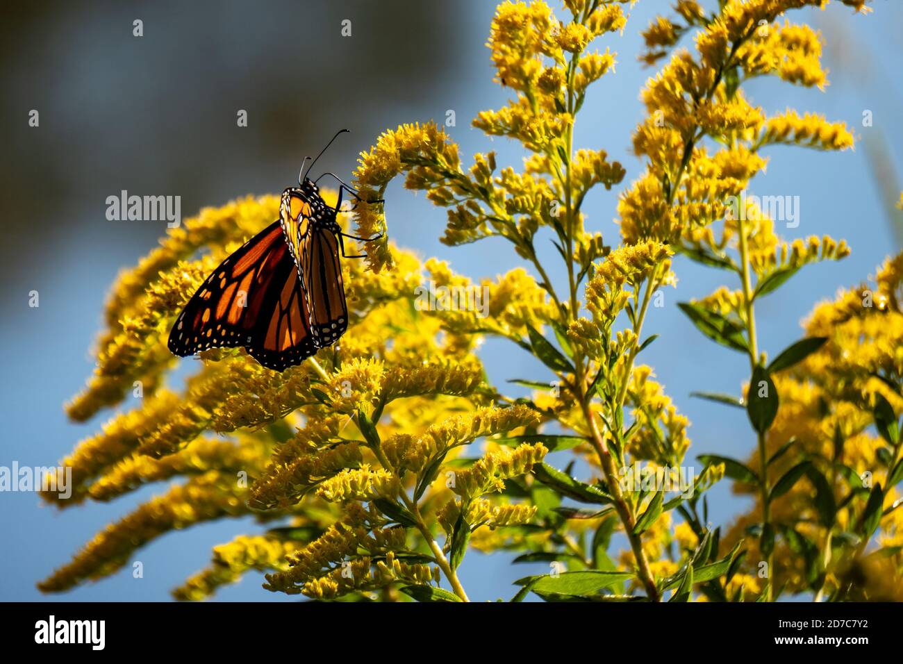 Monarch butterfly during Fall migration, landed on goldenrod Stock ...