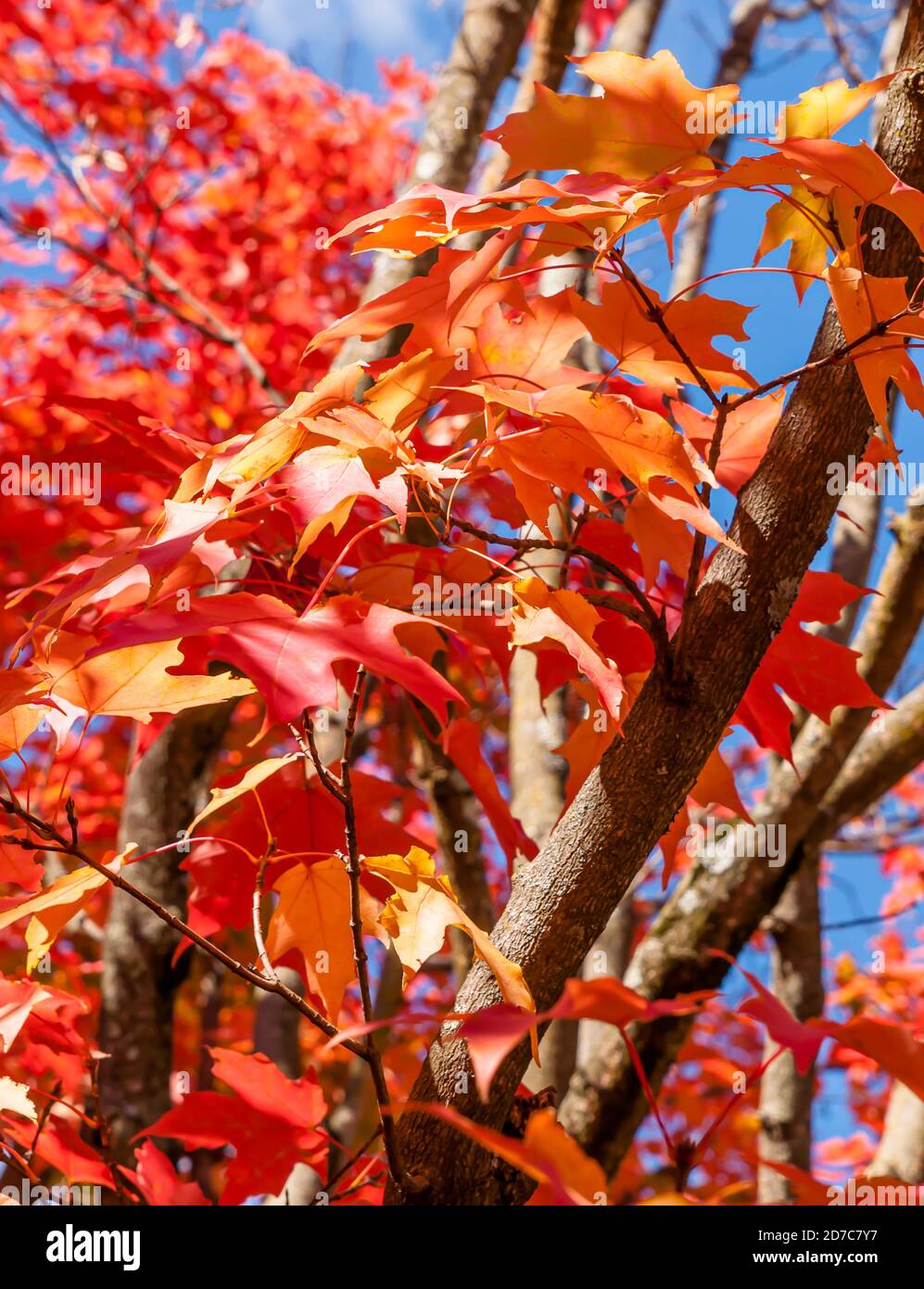 Beautiful fall red oak trees leaves in bright sunlight with a blue sky ...
