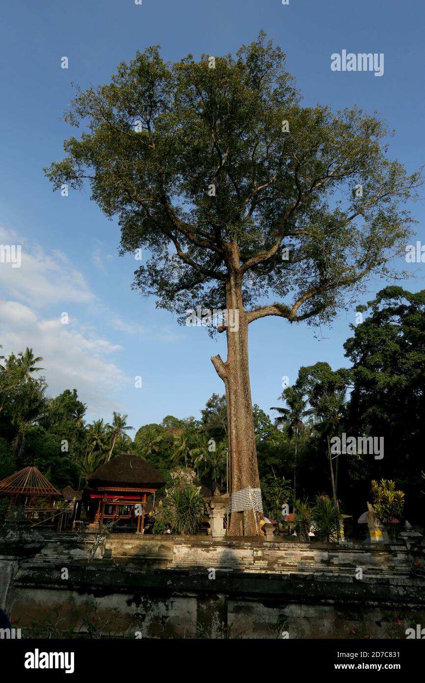 A giant tree stands at Goa Gajah, also known as the elephant cave, on ...