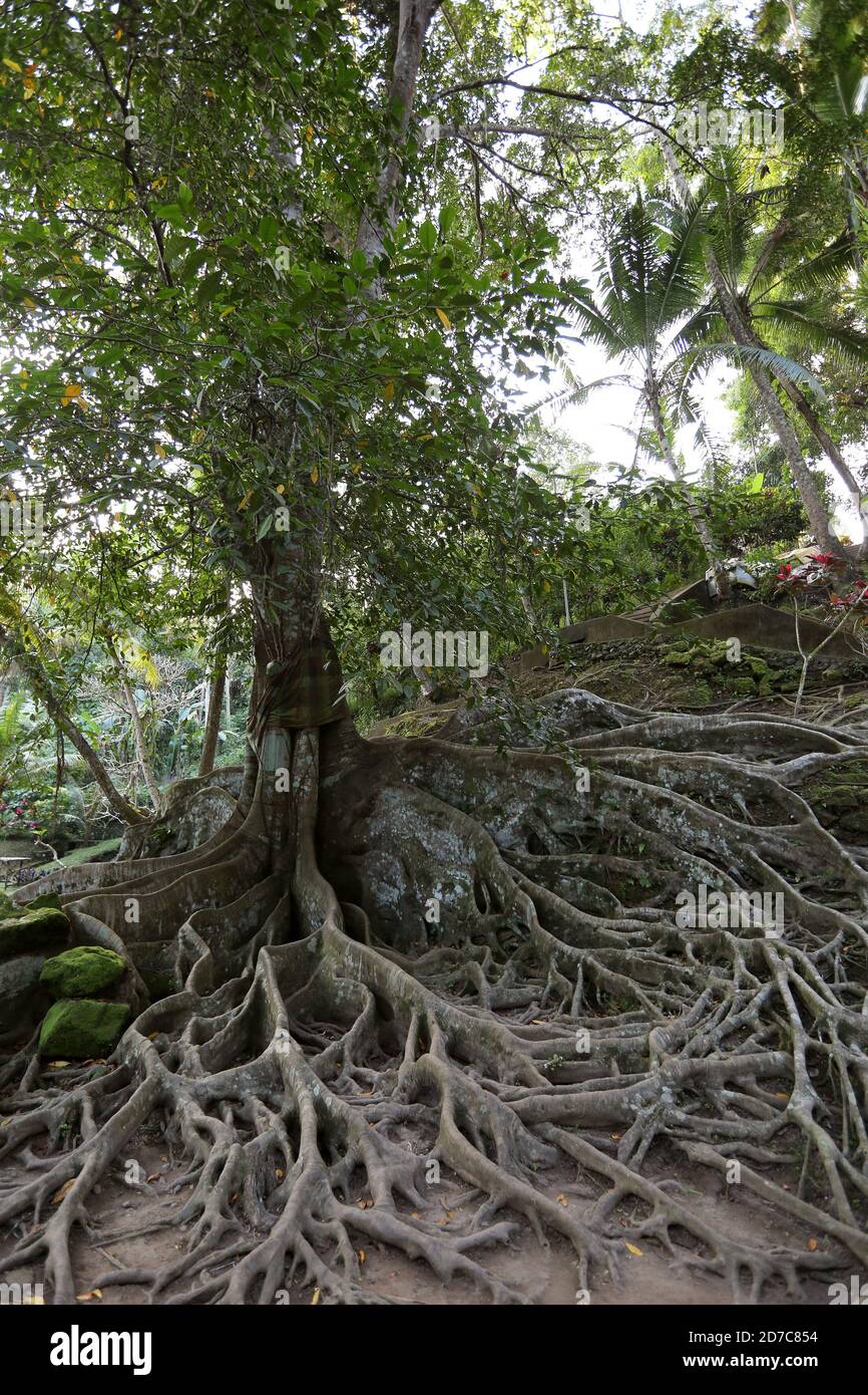 Roots of a tree are seen at Goa Gajah, also known as the elephant cave ...