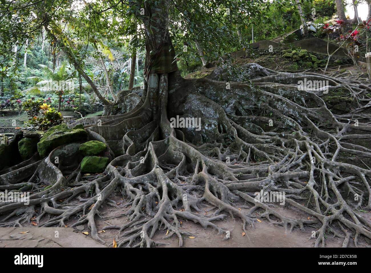 Roots of a tree are seen at Goa Gajah, also known as the elephant cave ...