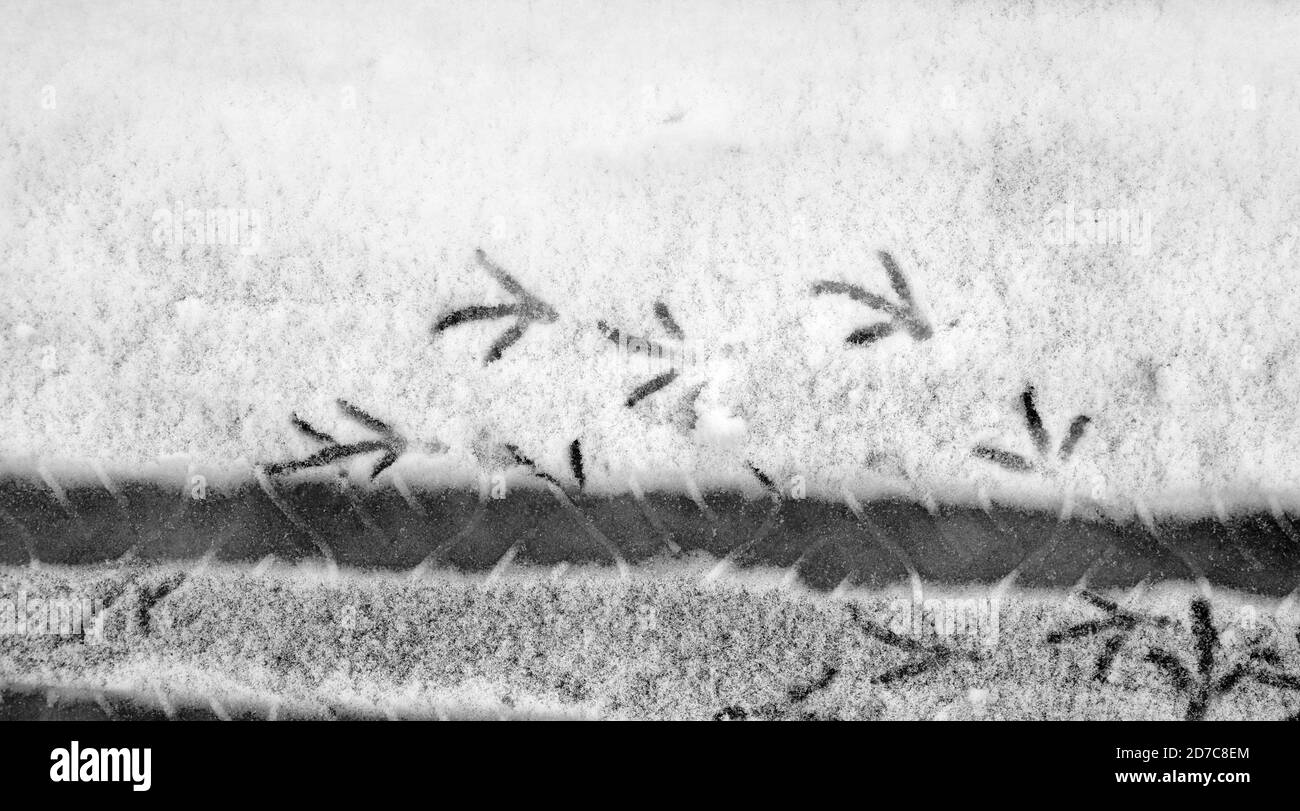 Birds imprint in the snow Black and White Stock Photos & Images - Alamy