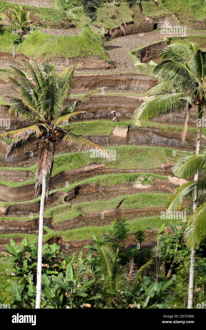 Indonesia. 1st July, 2015. A worker carries baskets as he walks ...