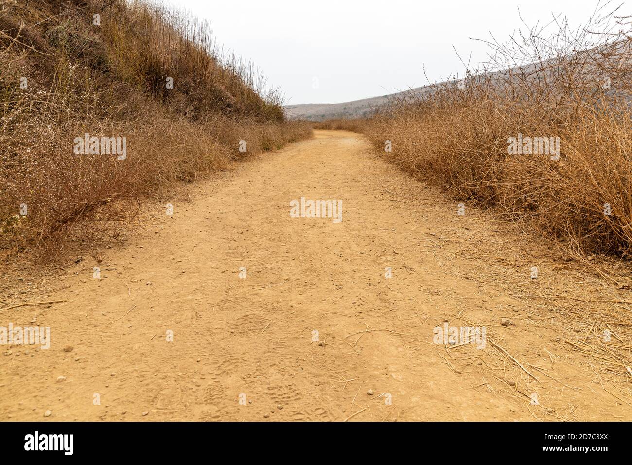 Dirt path with hill on the side and tall brush good for running, hiking ...