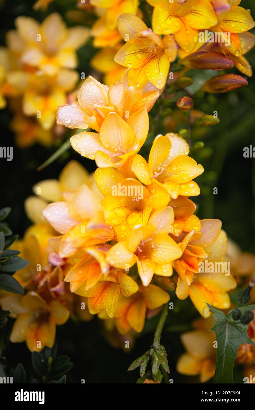 Billboard flowers hi-res stock photography and images - Alamy