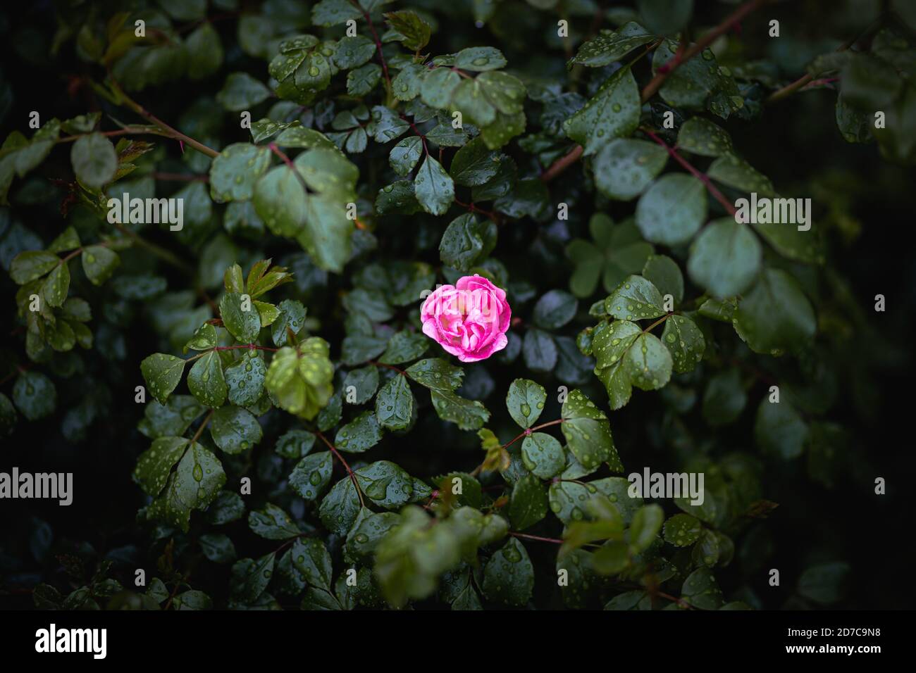 single flower in garden Stock Photo - Alamy