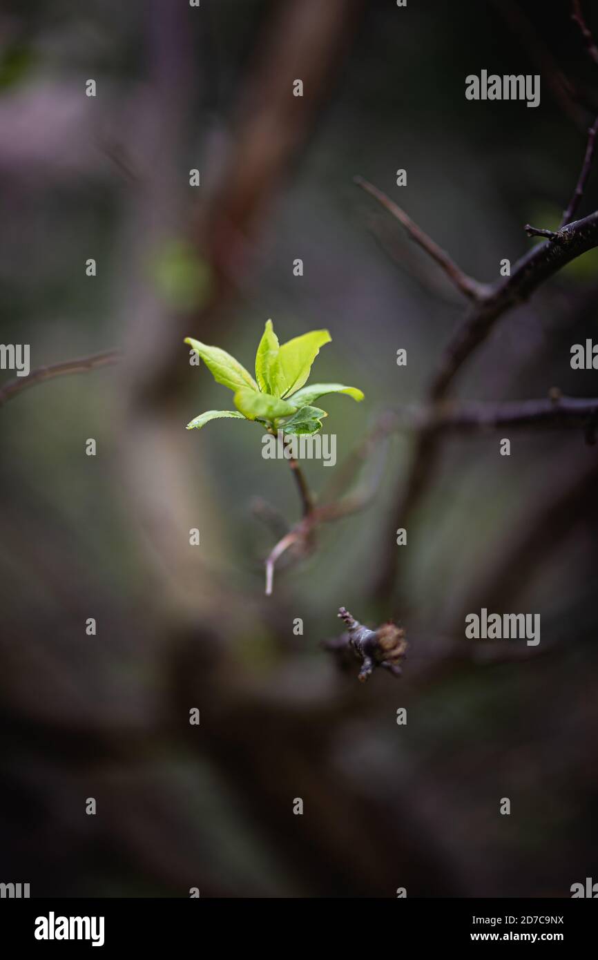 Single plant seedling Stock Photo - Alamy